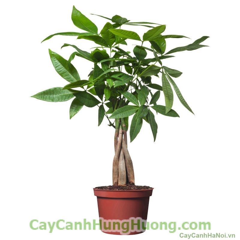 Cây kim tiền - Địa chỉ mua cây kim tiền đẹp, giá rẻ tại Hà Nội